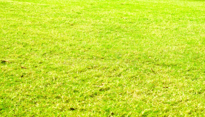Perspective Green Grass Texture Background, Natural Background Stock ...