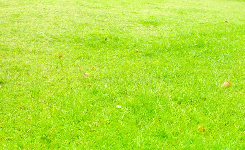 10,329 Grass Perspective Texture Stock Photos - Free & Royalty-Free ...