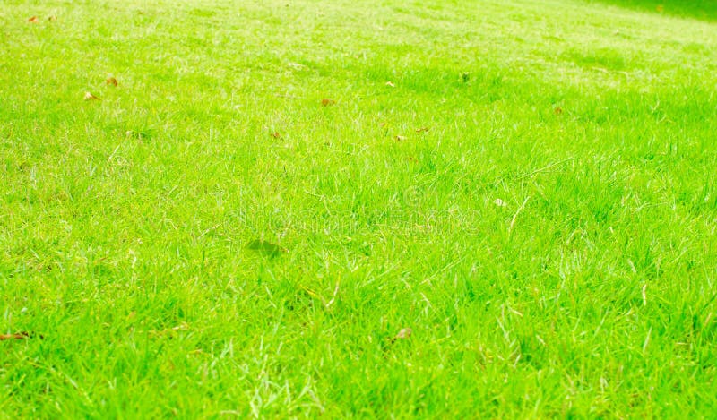 Grass Texture Perspective Stock Photos - Download 6,777 Royalty Free Photos