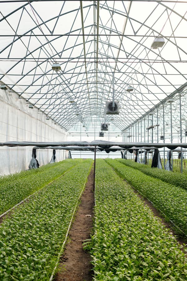 Perspective of Long Rows of Green Flower Seedlings Growing in ...