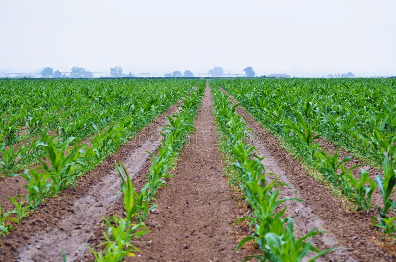 Corn field stock photo. Image of farming, development - 25133280