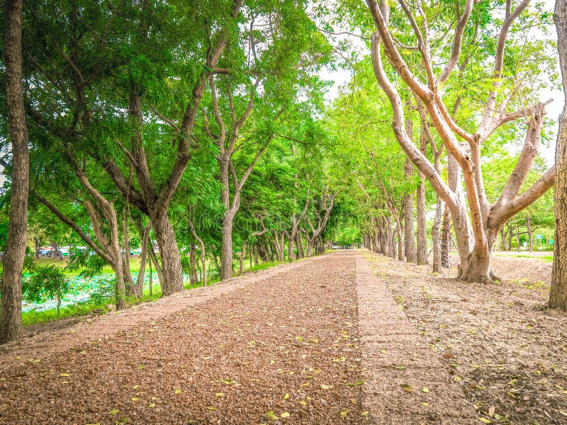 The Perspective of Nature Walkway Lane Path Stock Image - Image of ...