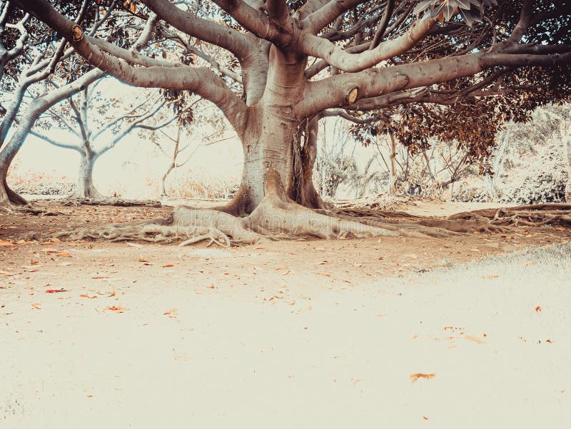 Perspective Photo of an Old Widely Branched Tree Stock Photo - Image of ...