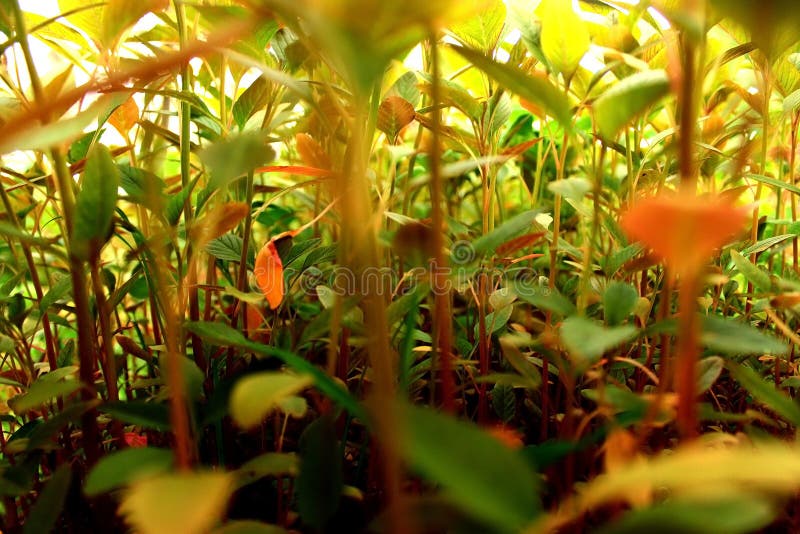 A Perspective through the Plants Stock Photo - Image of yellow, level ...