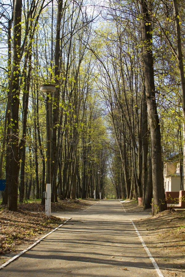 Perspective. the Road Goes Forward, a Pine Forest Around Stock Photo ...