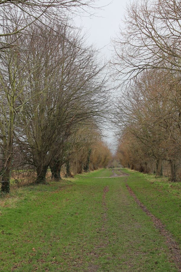 Perspective of Rows of Trees Lined Along a Road Pathway Stock Photo ...