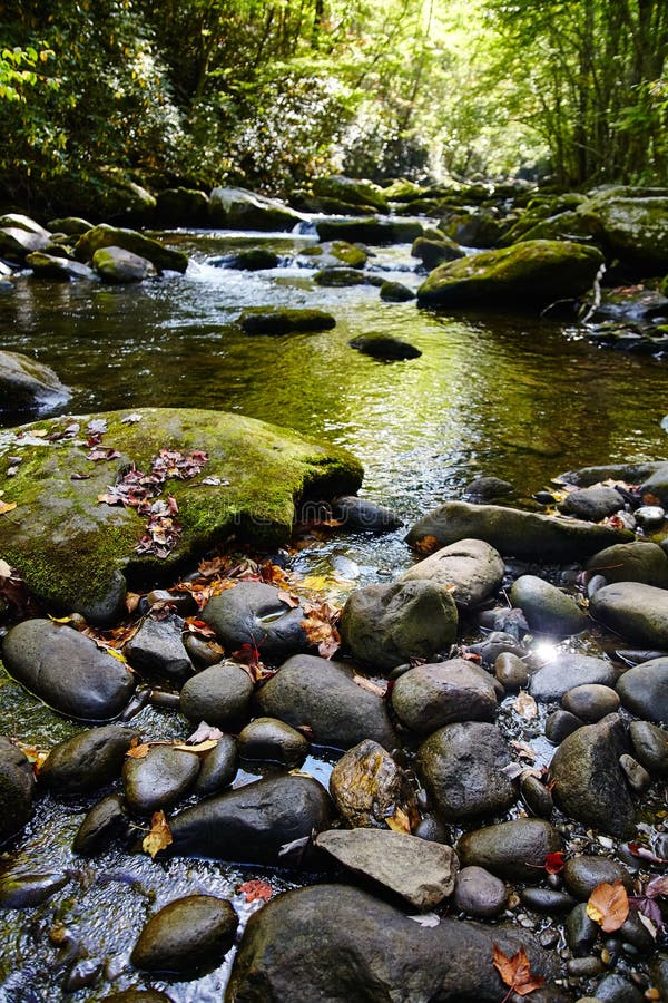 Perspective Shot of a River Leading into the Forest from a Bed of Rocks ...