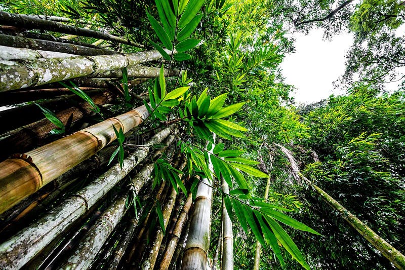 Perspective stock photo. Image of perspective, trees - 96651732