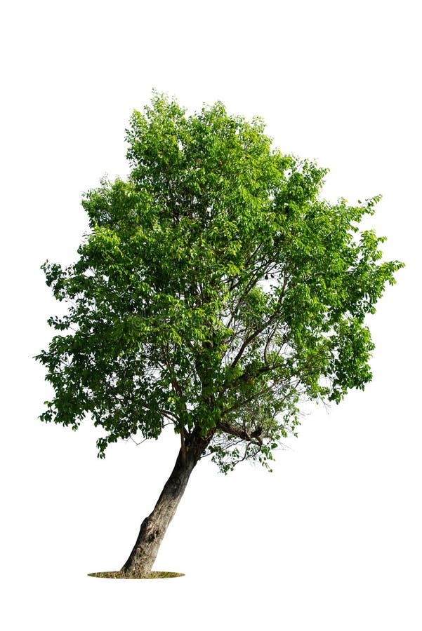 Perspective of Tree Isolated on White Background., Stock Photo - Image ...