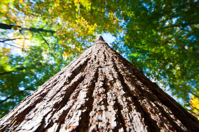Perspective of a tree stock image. Image of tree, closeup - 189909567
