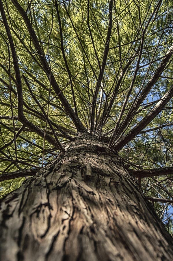 Perspective of a tree stock photo. Image of looking, perspective - 51540264
