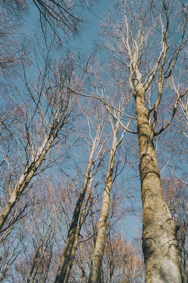 Perspective of a Tree Seen from Below in the Winter Season, with the ...