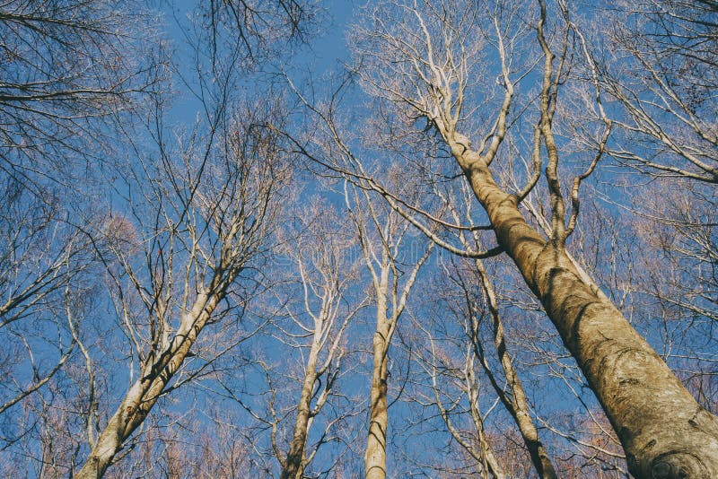 Perspective of a Tree Seen from Below in the Winter Season, with the ...