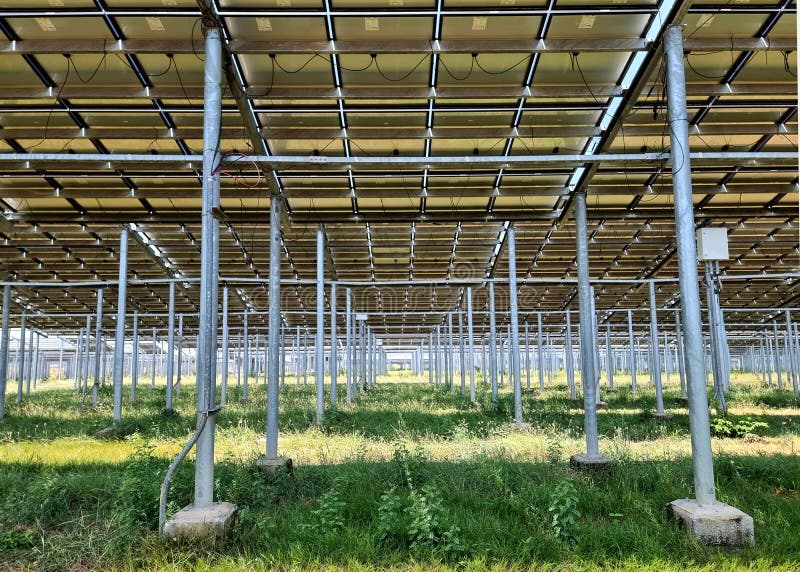 The Perspective Under Solar PV Panel for Ground Mounted Solar Farms ...