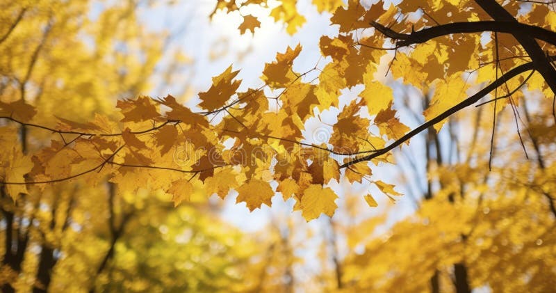 A Perspective Upwards at the Dense Canopy of Trees Radiant with Fall ...