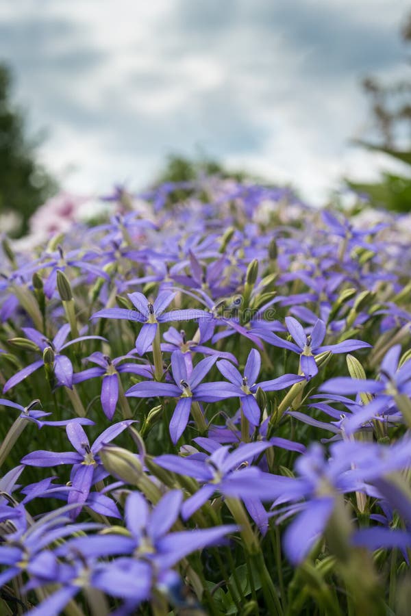 Perspective View of Blue Flowers on a Meadow. Stock Image - Image of ...