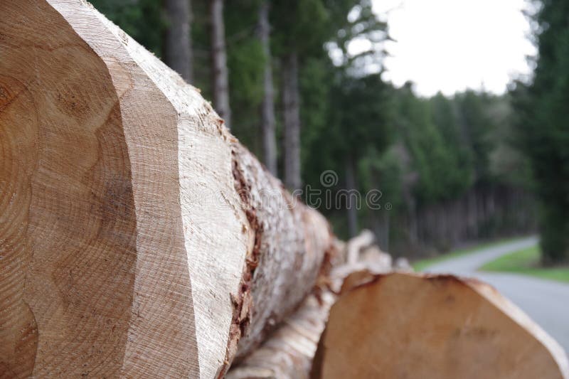 Wood stock image. Image of trees, carving, autumn, plant - 276232689