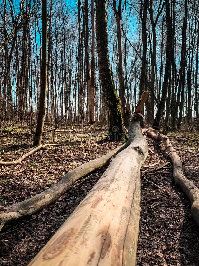 Perspective View of Felled Tree Trunk without Bark in the Forest ...