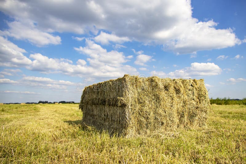 Perspective View of Grass Compacted in Square Silage Bale in ...