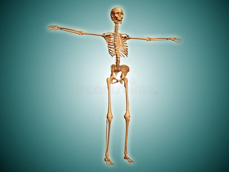 Perspective View of Human Skeletal System. Stock Illustration ...