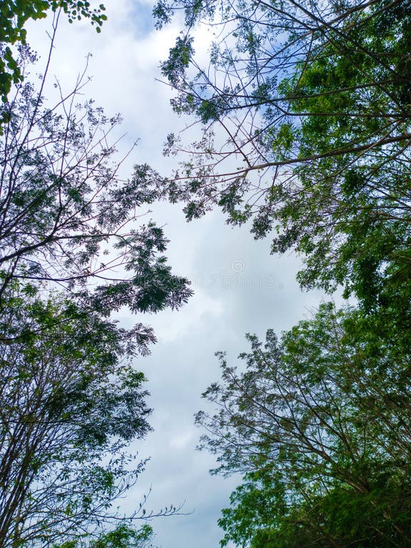 Perspective View of Looking Up from the Bellows of a Deciduous Forest ...