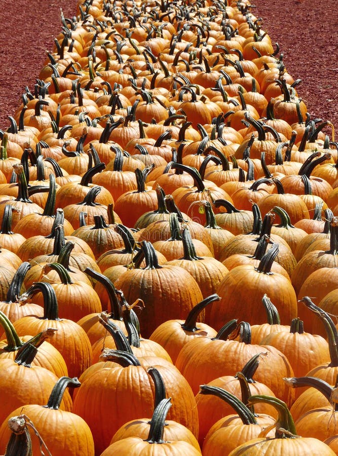 Many Pumpkins In A Row In Pumpkin Patch Stock Photo - Image of patch ...