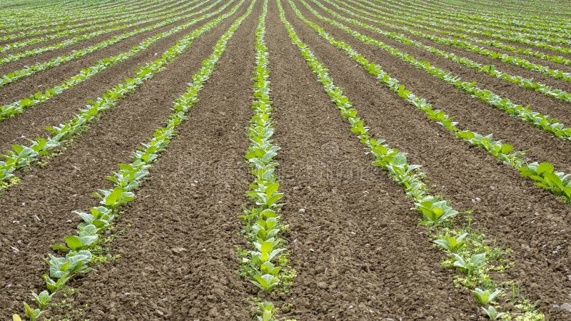 Rows of vegetable crops stock photo. Image of plant, farmland - 20702506