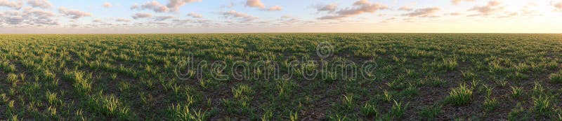 Perspective View Showing a Close-up of a Field of Soft Grass Stock ...