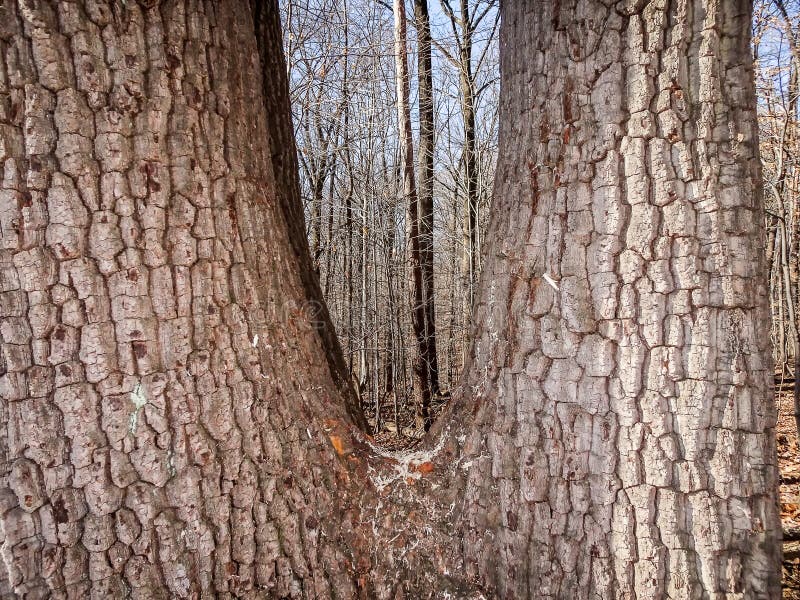 Tree trunks in a forest stock image. Image of nature - 98608277