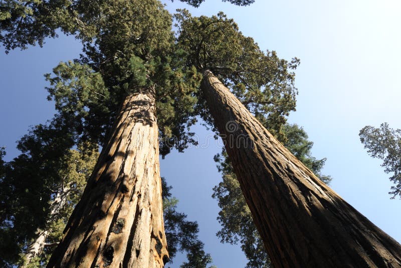Perspective View of Two Giant Sequoia Trees Stock Image - Image of ...