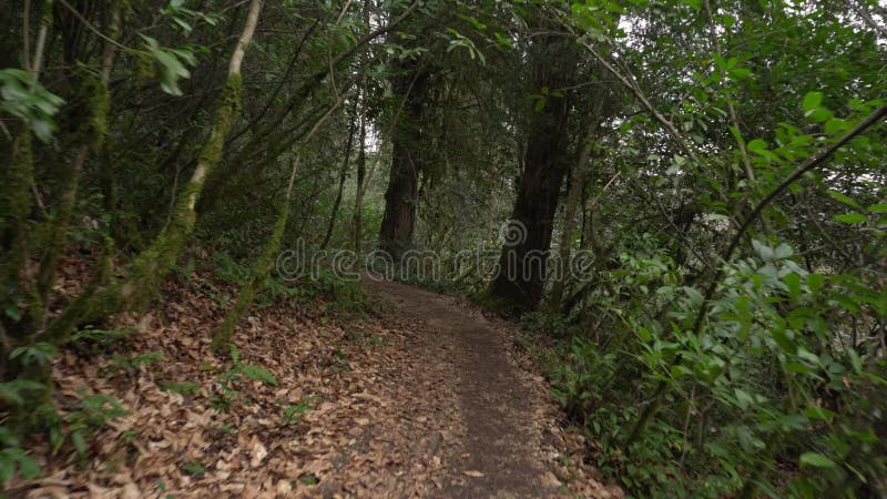 Perspective of Walking on a Path in the Green Forest. Abkhazia Stock ...