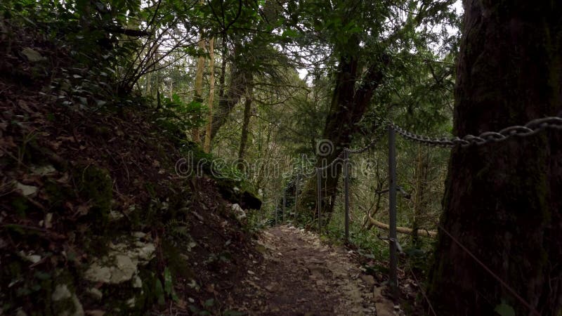 Perspective of Walking on a Path in the Green Forest. Yew-boxwood Grove ...