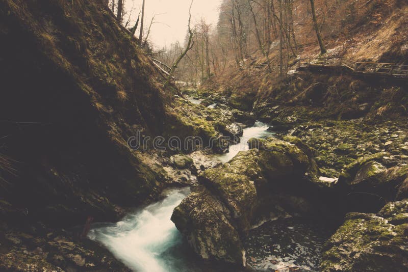 Stream Flow Forest and Mossy on Rocks in Slovenia Stock Photo - Image ...