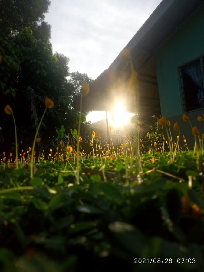 Perspective of wild flower stock photo. Image of field - 232567652