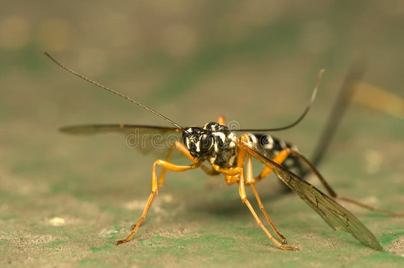 Persuasoria de Rhyssa imagen de archivo. Imagen de grande - 20373711