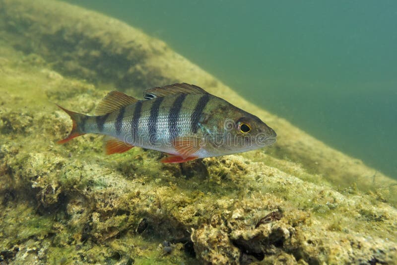 Pertica fotografia stock. Immagine di piante, pesci, animale - 33217552