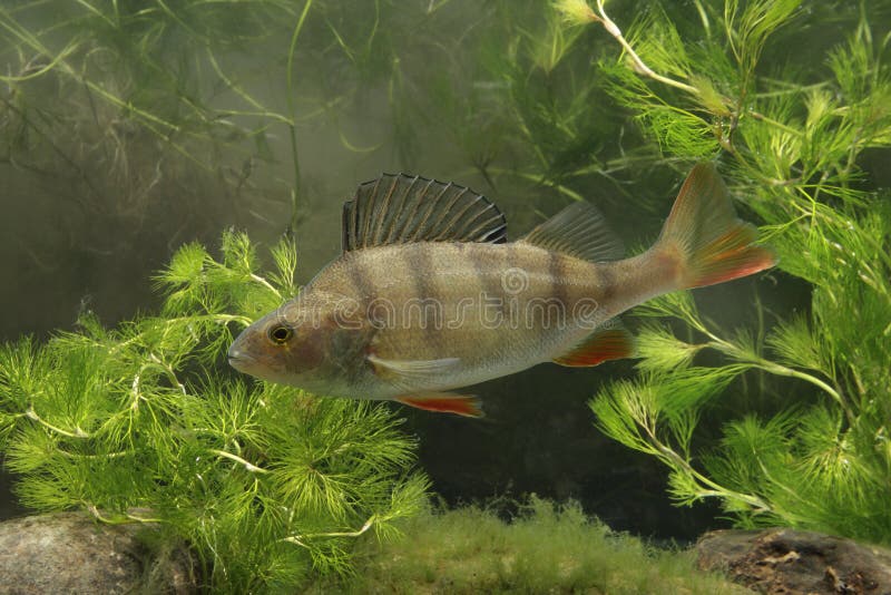 Pertica, perca fluviatilis immagine stock. Immagine di pertica - 31942527