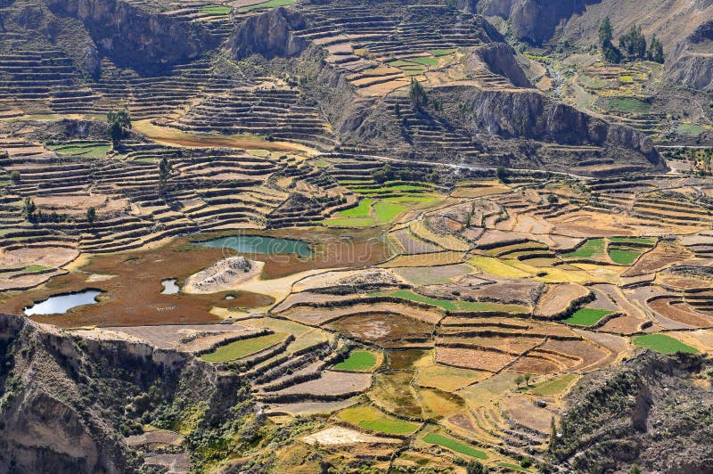 Peru, Colca Valley, Terrace Cultivation Stock Image - Image of scenery ...