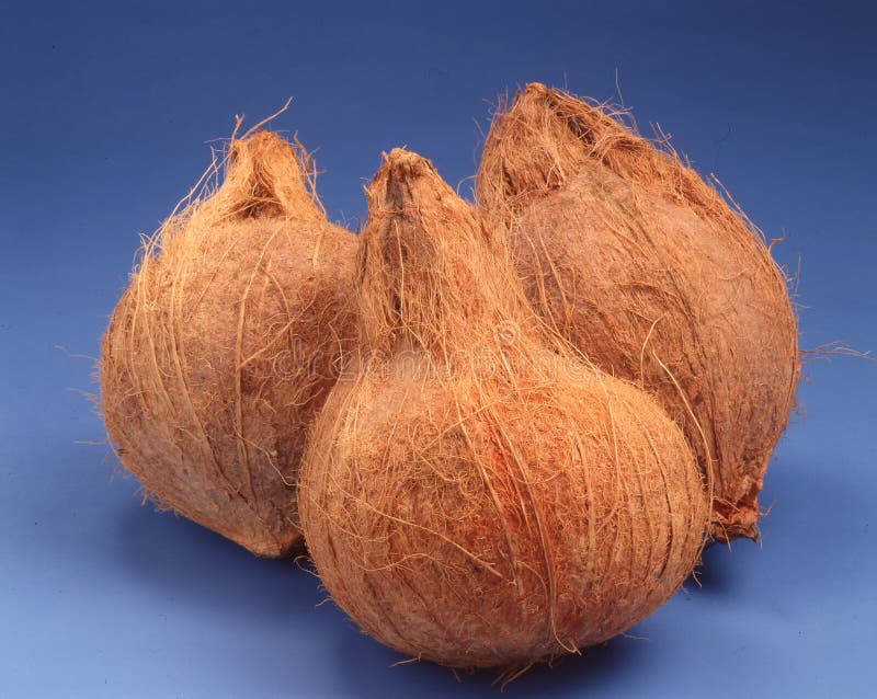 Peru Lime,coconut Fruit on Blue Background Stock Image - Image of sand ...