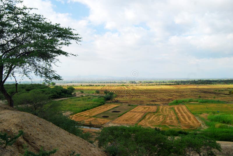 Peru Piura Rice Field Cultivated and in Harvest Stock Image - Image of ...