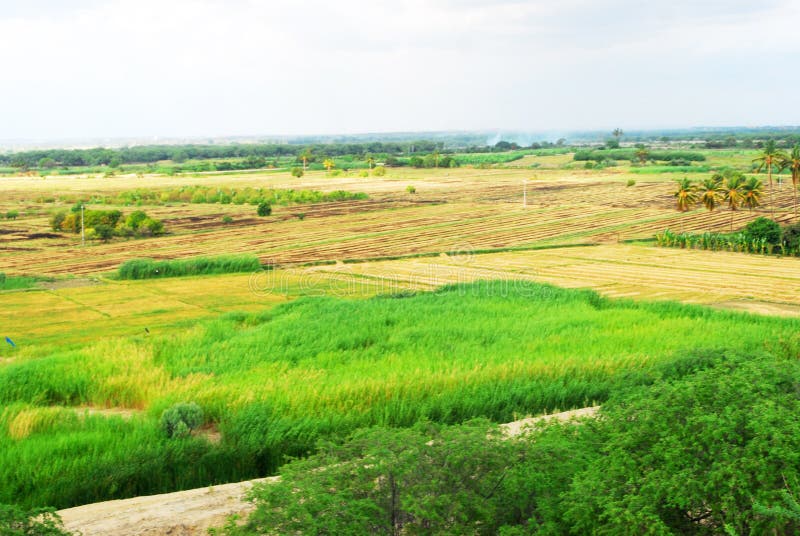 Peru Piura Rice Field Cultivated and in Harvest Stock Photo - Image of ...
