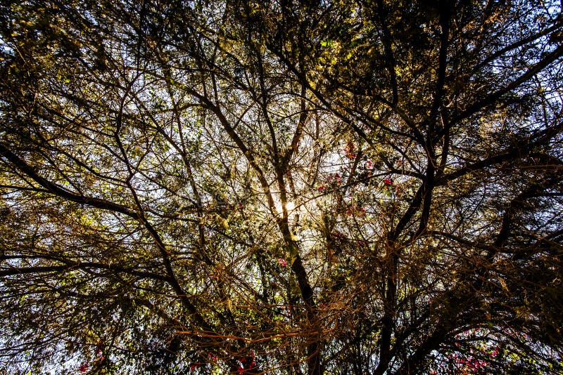 2023 8 14 Peru Sun among the Branches of the Trees Stock Image - Image ...