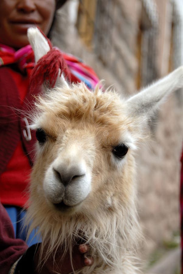 Peruaanse Lama. De Boerderij Van De Lamaalpaca Vicuna Zuid-Amerika in ...