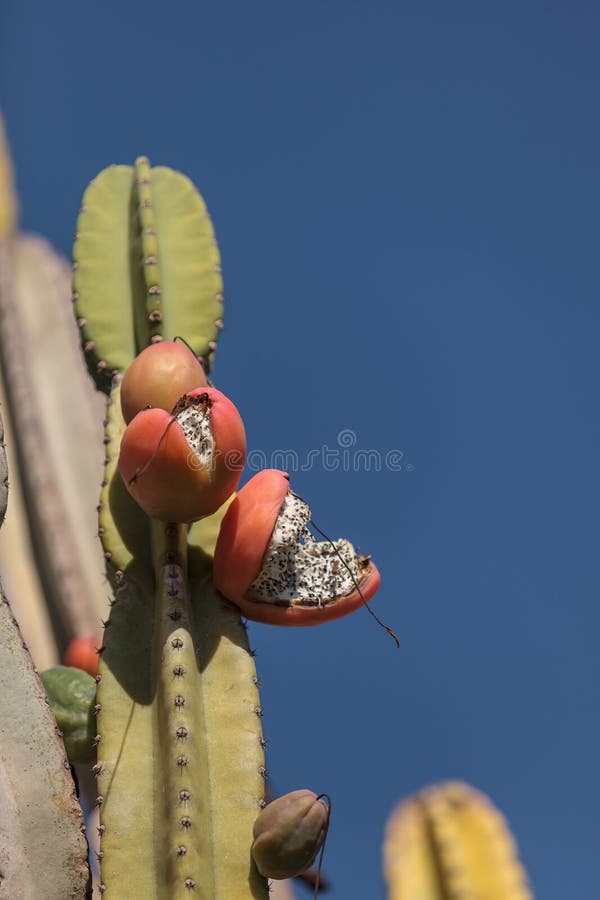 Peruvian Apple Cactus, Cereus Repandus Stock Image - Image of needles ...