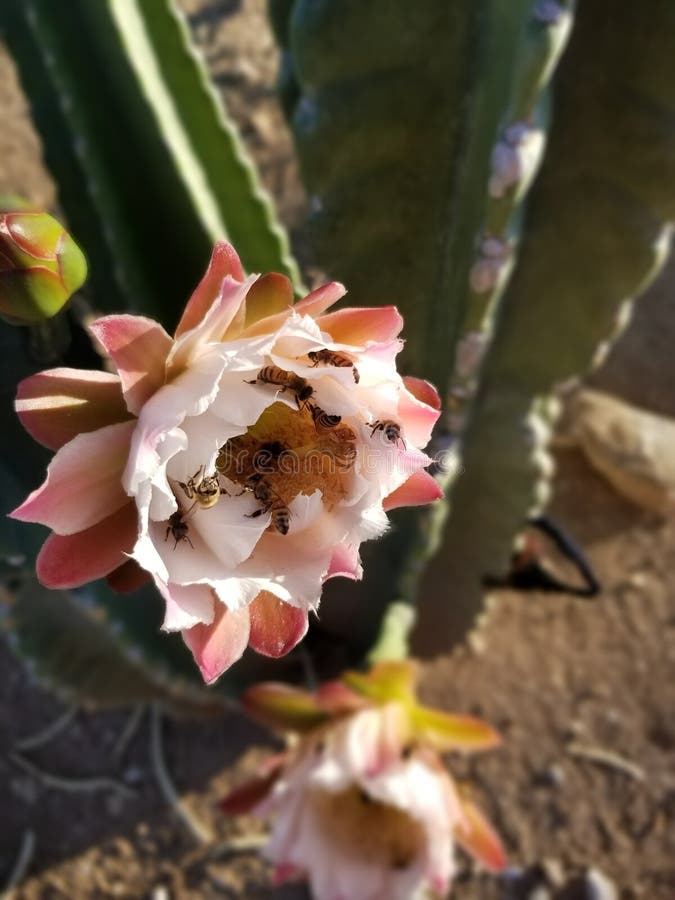 Peruvian Apple Cactus Flower with Bee Pollinators Stock Photo - Image ...