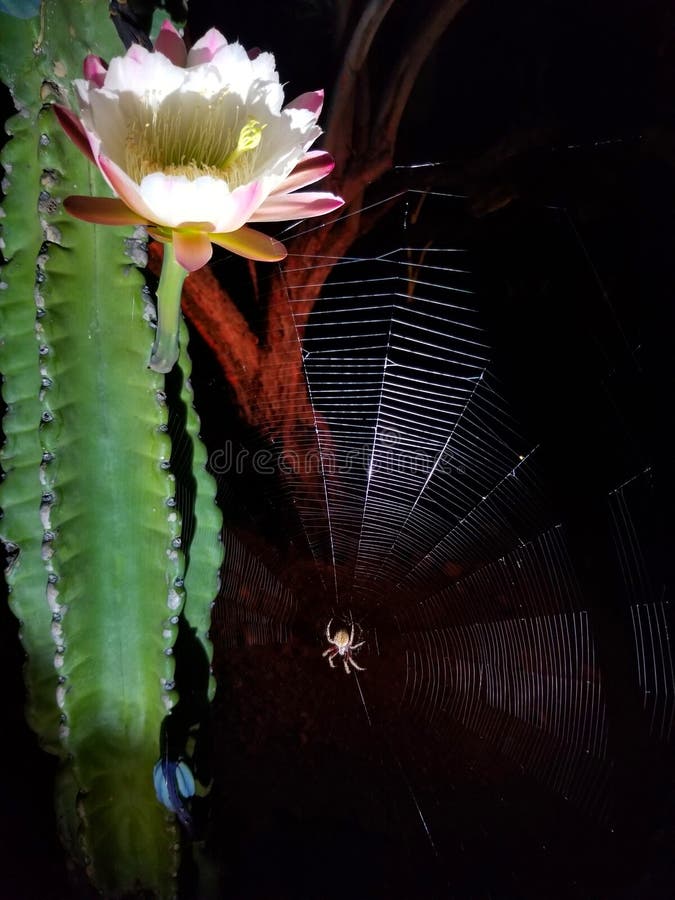 Peruvian Apple Cactus Flower and Spider on Web Stock Photo - Image of ...