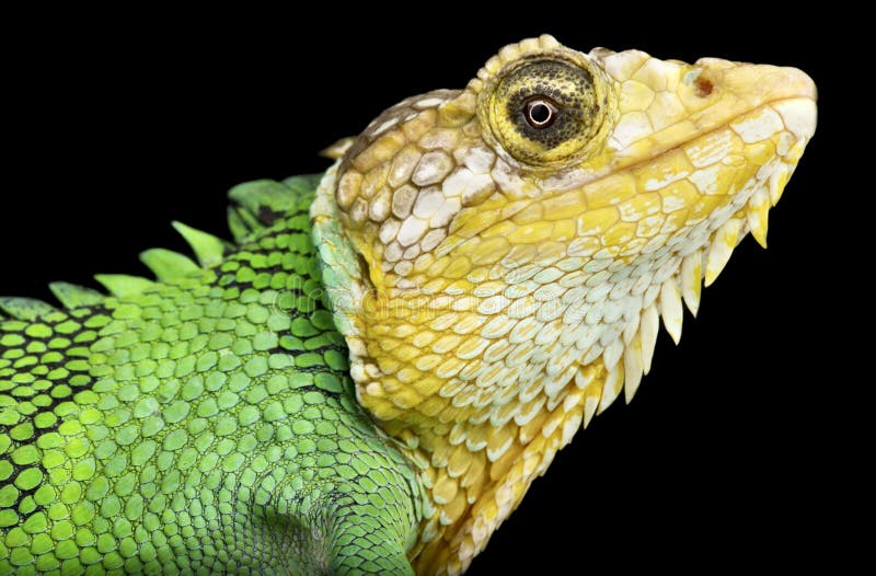 Polychrus Peruvianus Stock Photos - Free & Royalty-Free Stock Photos ...