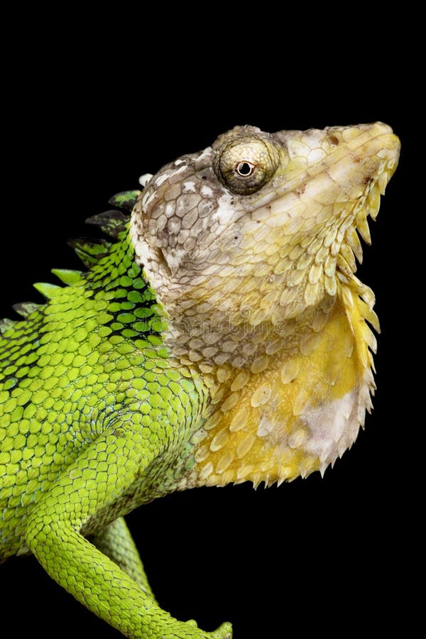 Polychrus Peruvianus Stock Photos - Free & Royalty-Free Stock Photos ...