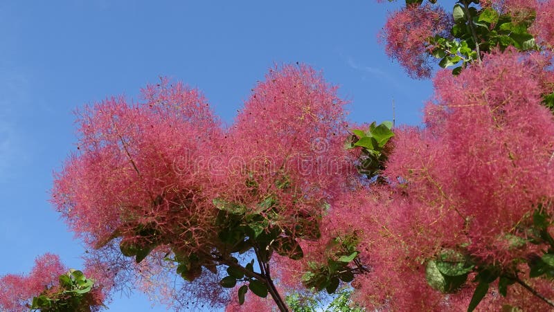 Peruvian Bush Blooms Pink Against a Blue Sky. Stock Image - Image of ...