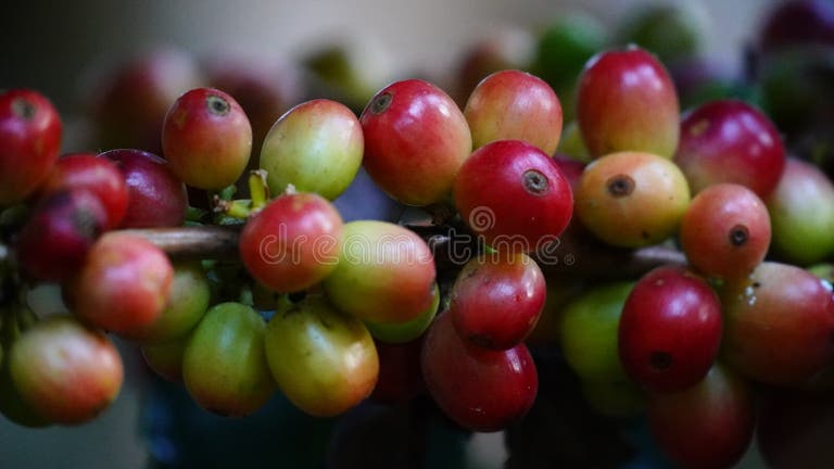 Peruvian coffee process stock photo. Image of indoors - 337346852
